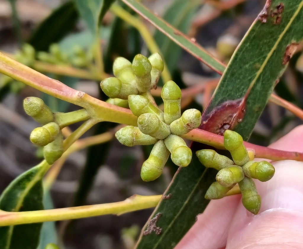 Long-leaved Box from Laharum VIC 3401, Australia on June 14, 2023 at 03 ...