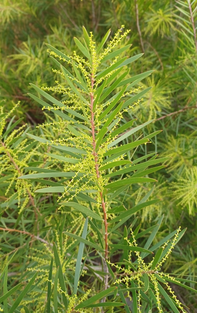 White Sally Wattle from Laharum VIC 3401, Australia on June 14, 2023 at ...