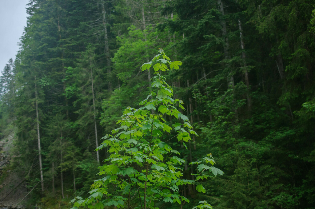 sycamore maple from Planfayon, Suisse on June 10, 2023 at 02:08 PM by ...