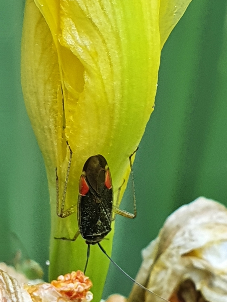 trivial plant bug from Jane Holloway Hall, Egham TW20 0EG, UK on June ...