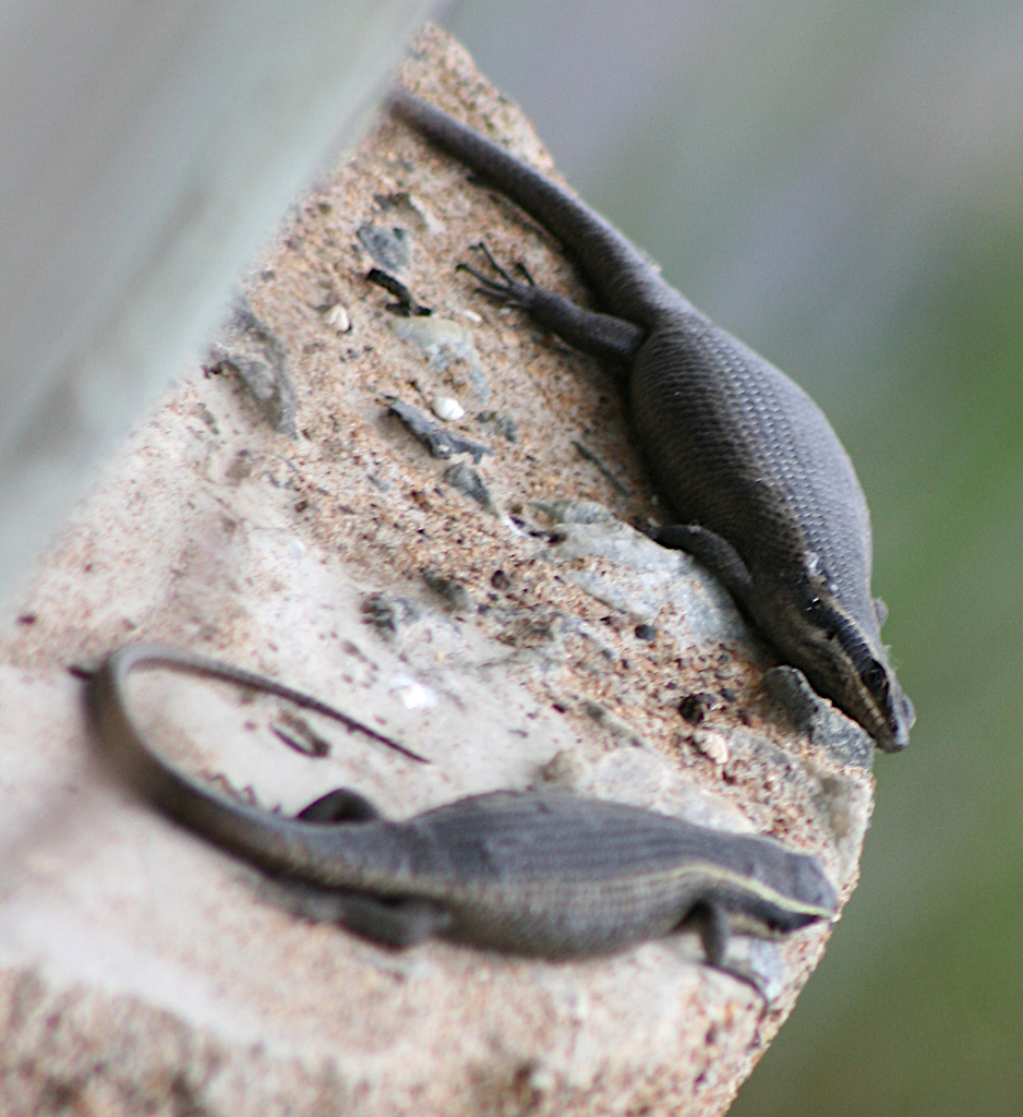 Speckled Rock Skink from Pilanesberg, Pilanesberg National Park, South ...