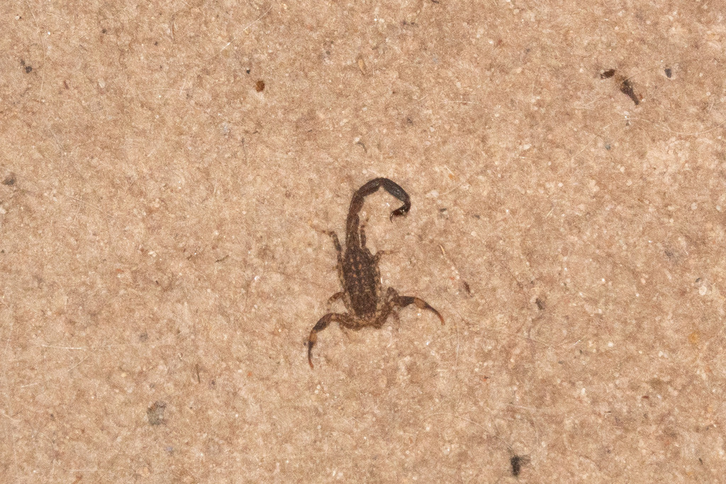 Little Marbled Scorpion from Douglas VIC 3409, Australia on April 9 ...