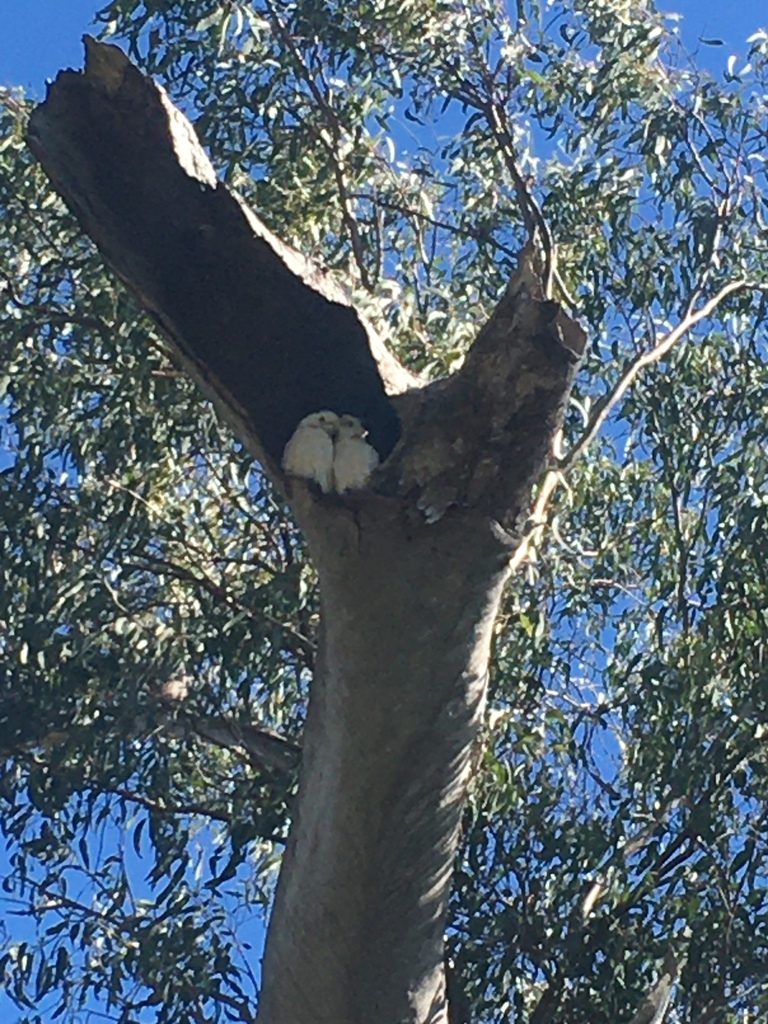 White Cockatoos and Corellas from Martin Sheil Park, Burleigh Heads ...