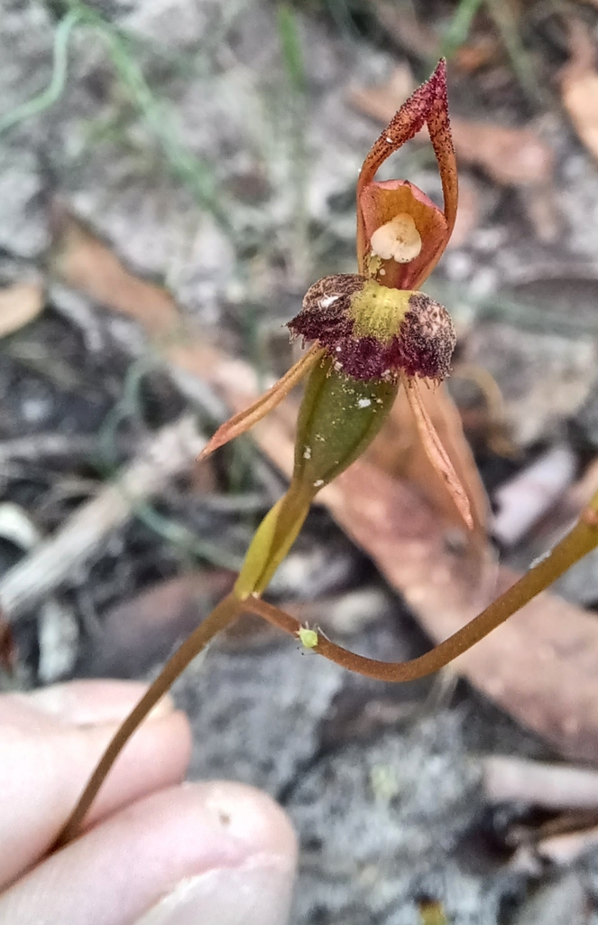 Hare Orchid in June 2023 by Peter Crowcroft · iNaturalist