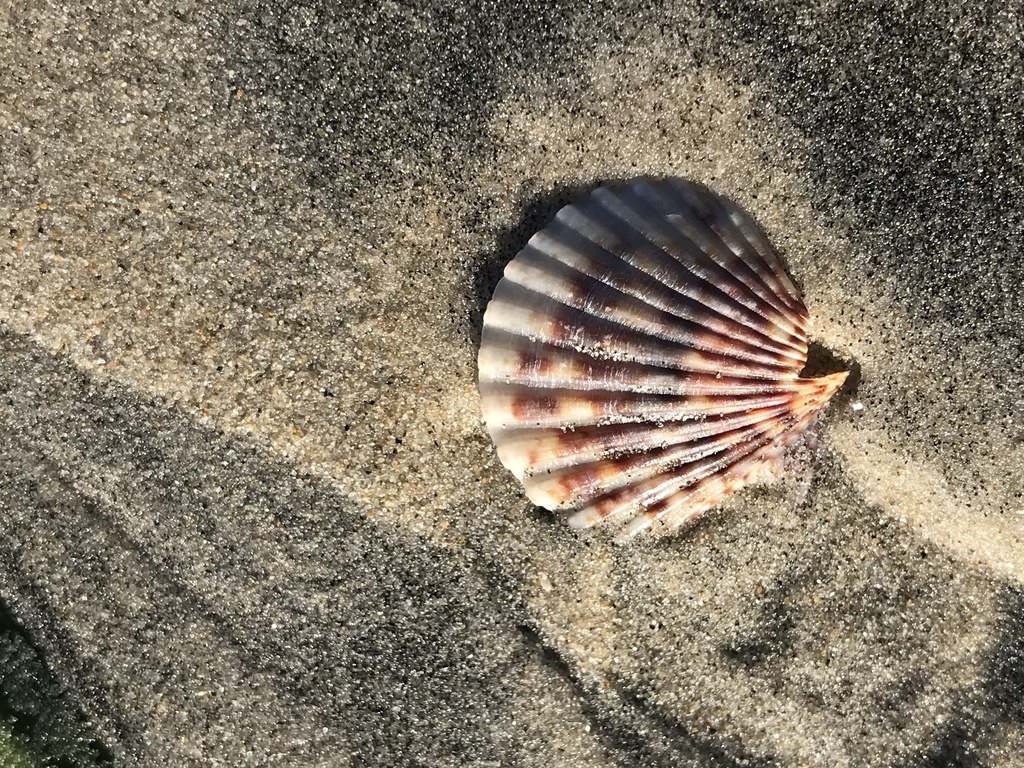 Pacific Calico Scallop from Hotel Marisol Coronado, Coronado, CA, US on ...