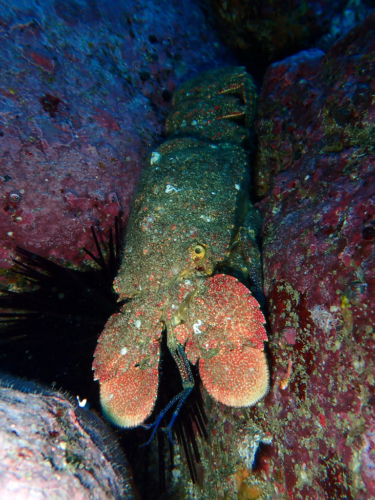 Arctides antipodarum from Jervis Bay JBT 2540, Australia on April 2 ...