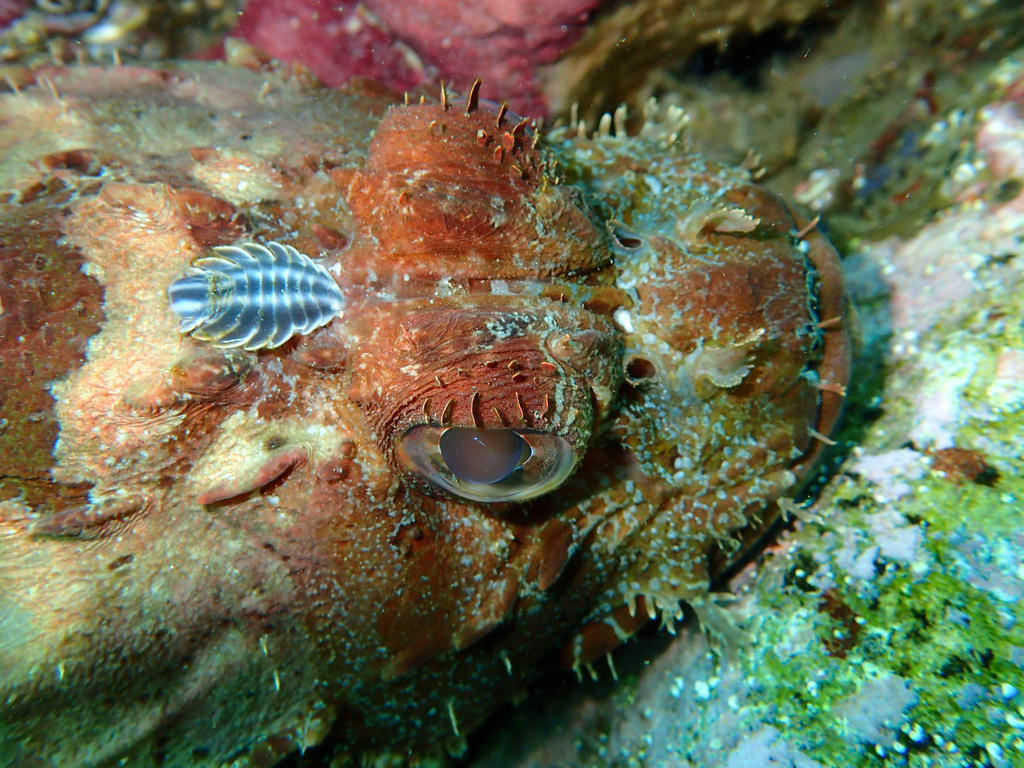 Creniola laticauda from Jervis Bay JBT 2540, Australia on April 18 ...