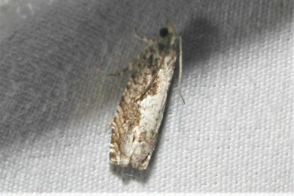 Oak Trumpet Skeletonizer Moth from Laurel Run, PA, USA on June 13, 2023 ...