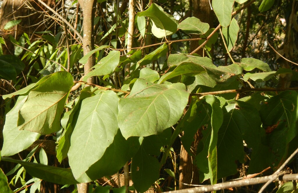 cadaghi from Landsborough QLD 4550, Australia on August 30, 2021 at 04: ...