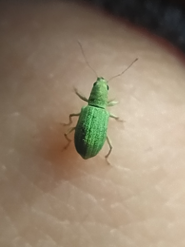 Polydrusus kahri Kirsch, 1865