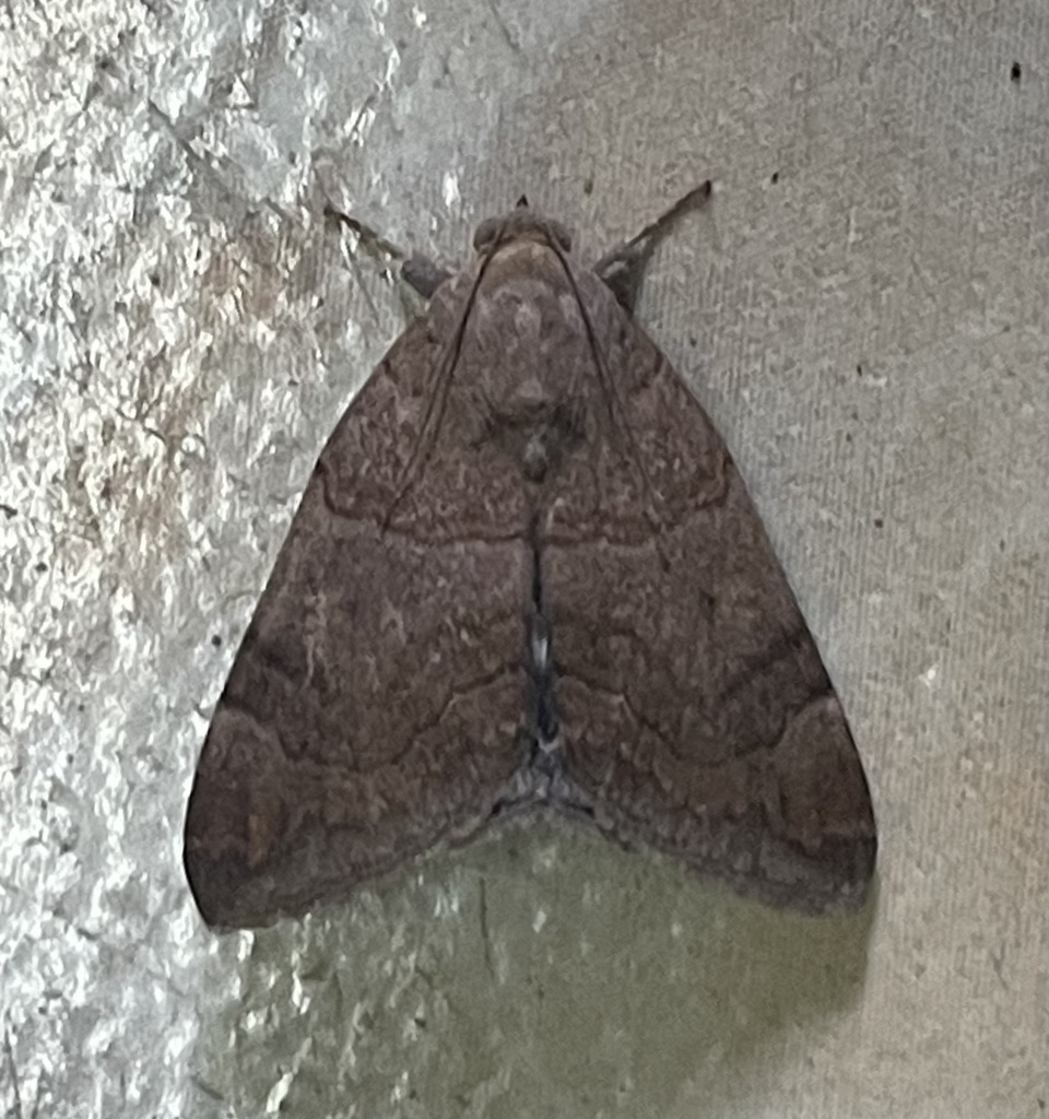 Castor Semi-looper from Kotturpuram, Chennai, Tamil Nadu, India on June ...