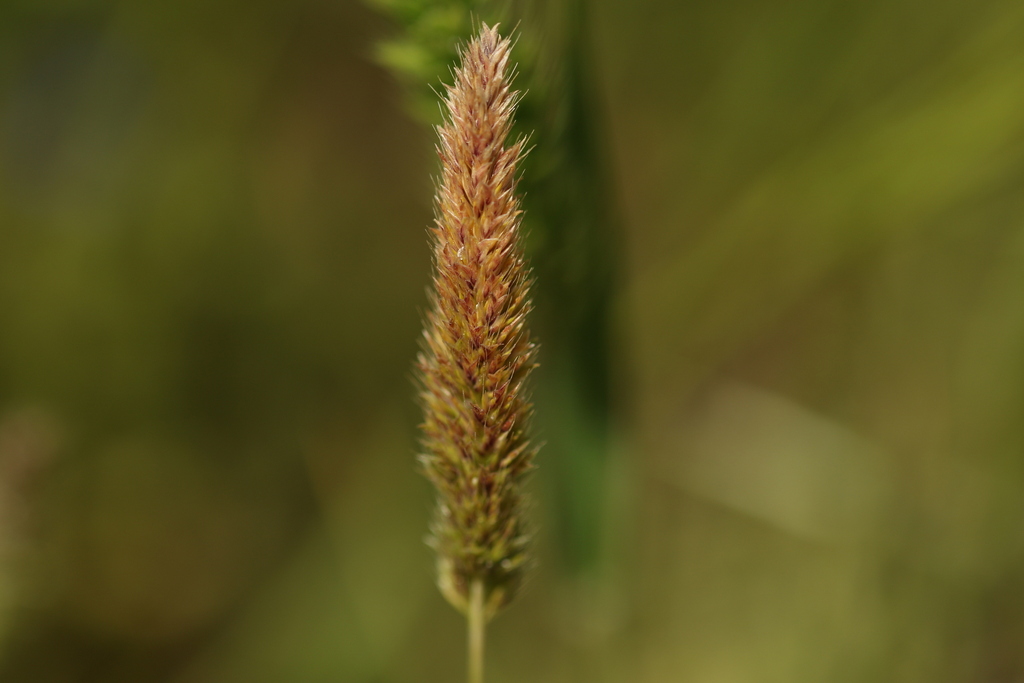 Creeping Foxtail from עמנואל on April 9, 2019 at 10:05 AM by Chaym ...