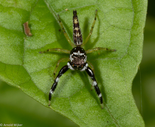 Bavia capistrata · iNaturalist