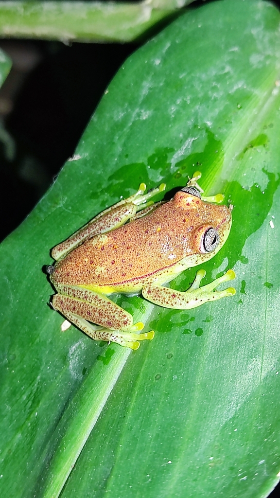 Polka-dot Tree Frog from San Juan Bautista, Iquitos, Peru on November ...