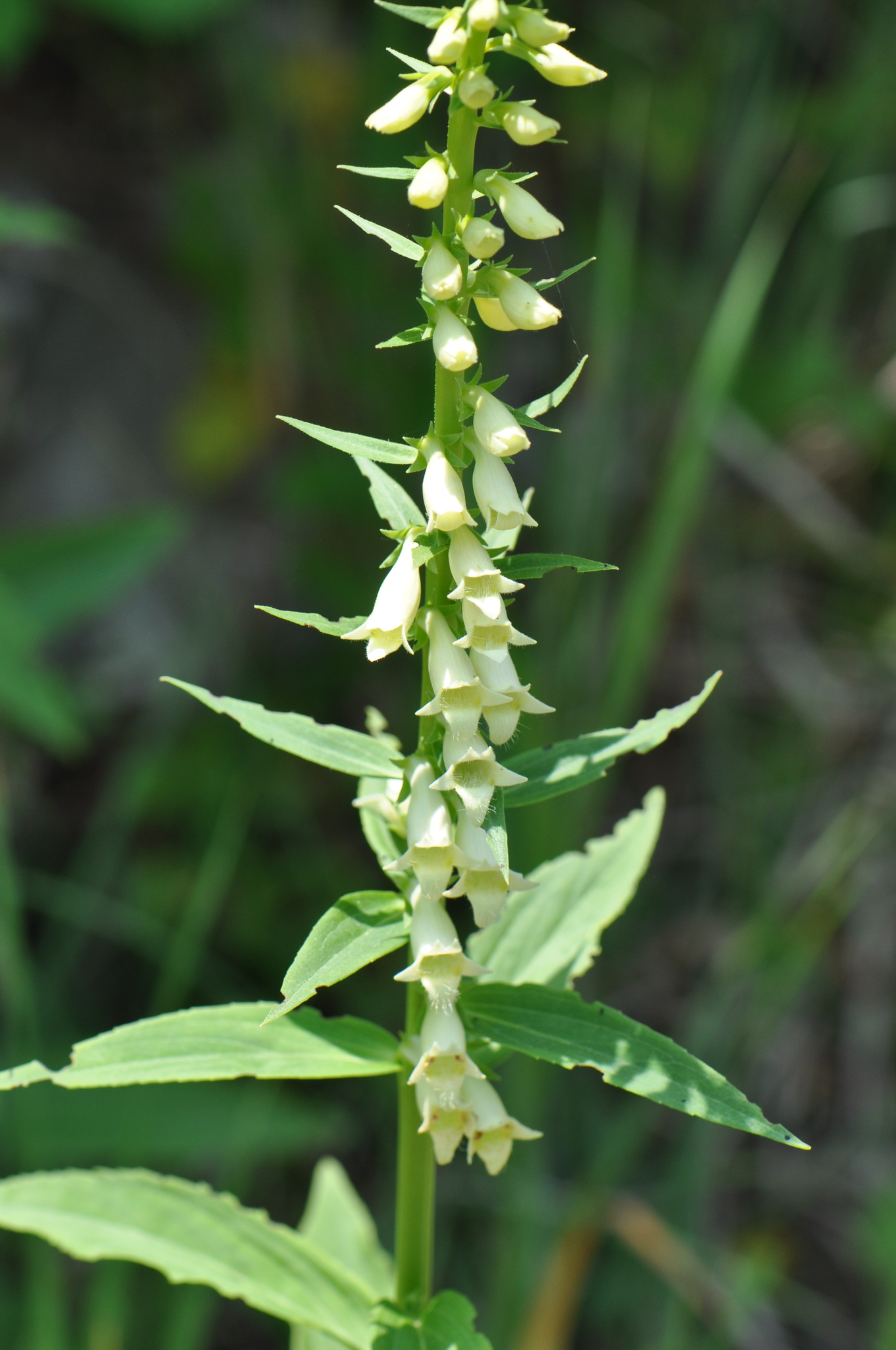 Digitalis lutea L.