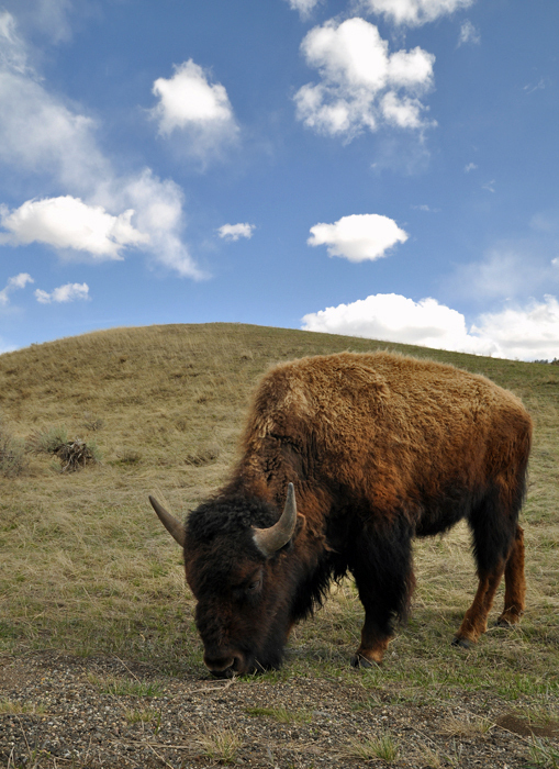 American Bison from United States on May 10, 2009 at 12:31 AM by ...