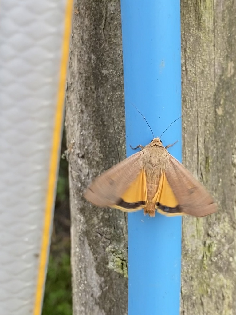 Large Yellow Underwing from Poles Lane, Winchester, England, GB on ...