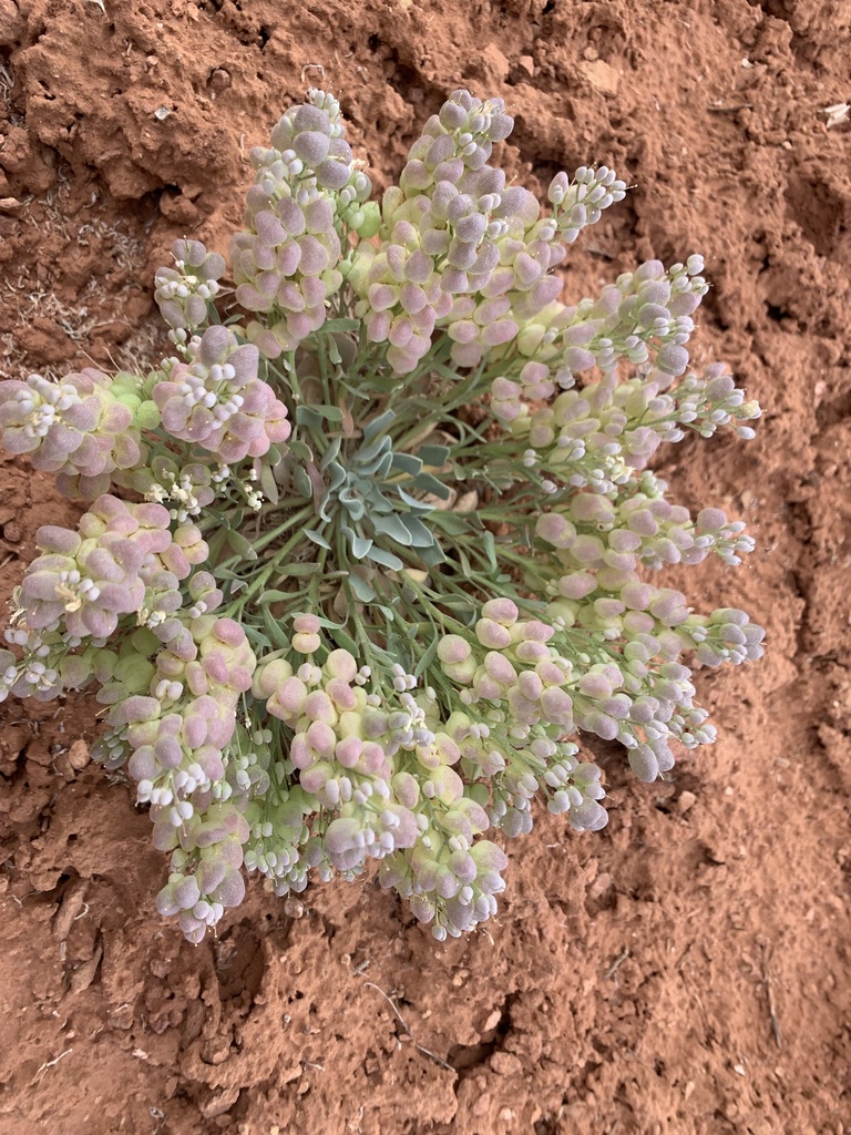 Double Bladderpod from Canyons of the Ancients National Monument ...