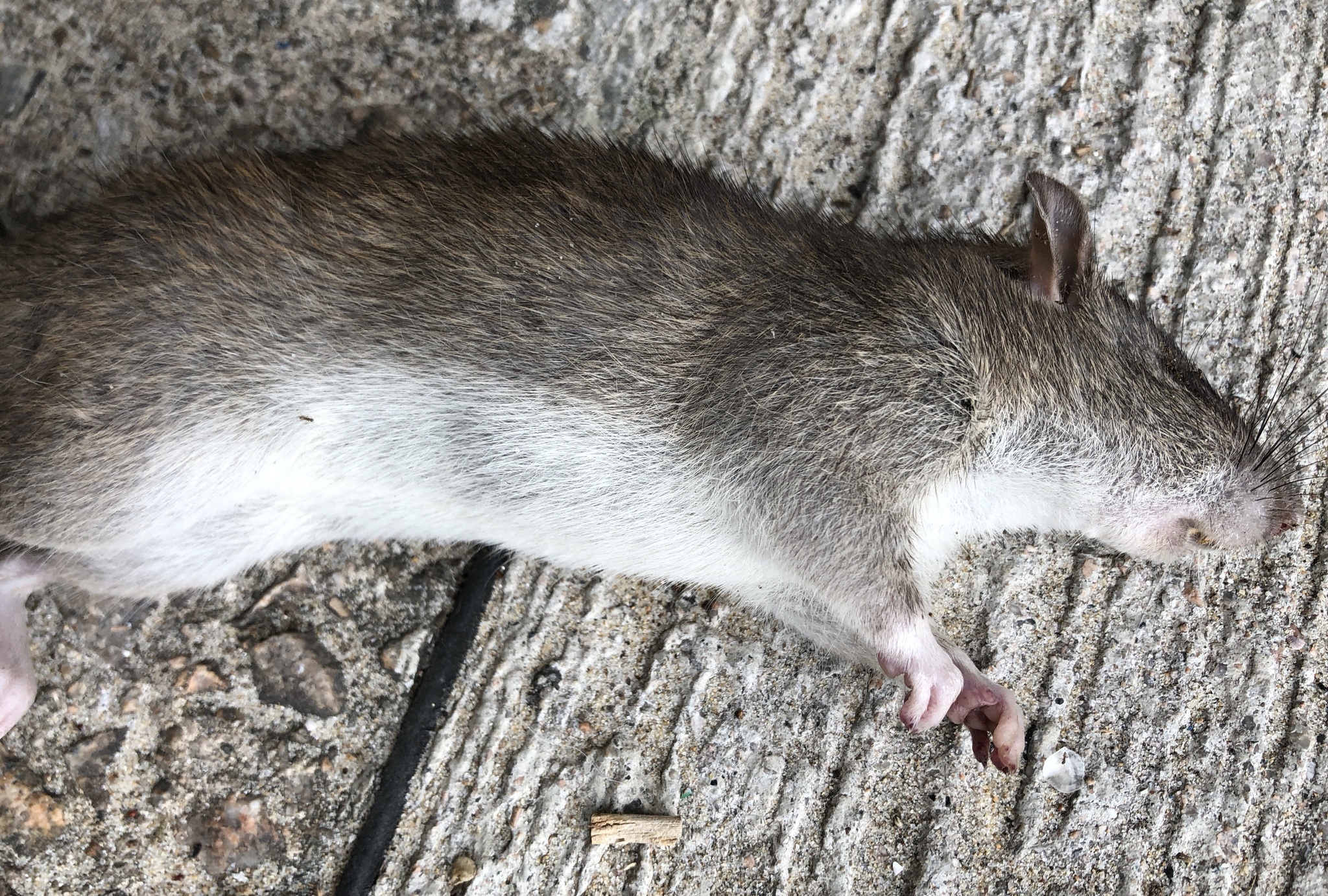 Rattus andamanensis (Blyth, 1860)
