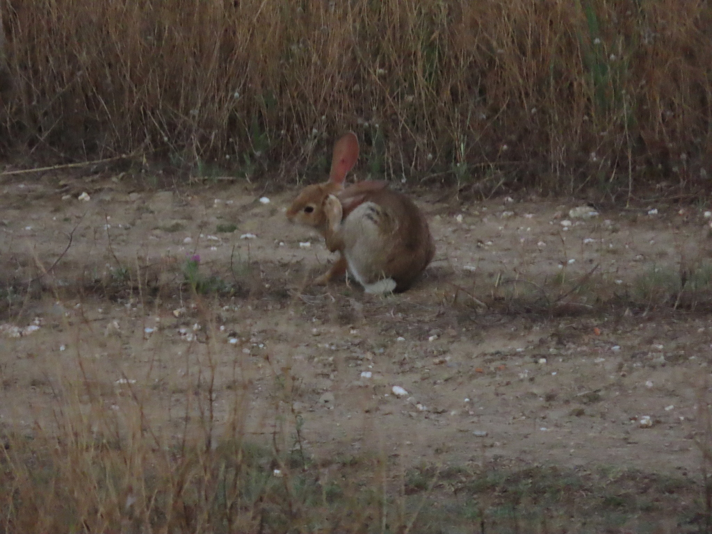 European Rabbit in June 2023 by Tiago Carrapiço · iNaturalist