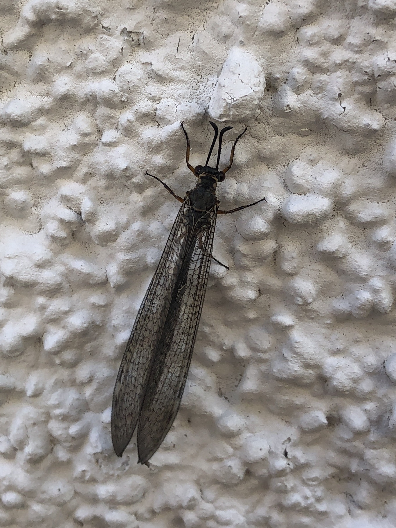 Myrmeleon formicarius Linnaeus, 1767