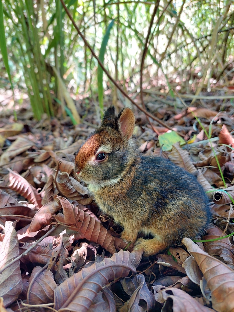 Common Tapeti from Iguazú, Misiones, Argentina on October 23, 2022 at ...