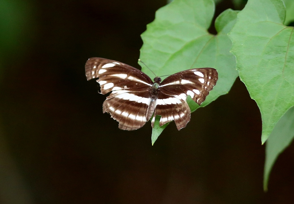 Southern Sullied Sailer in June 2023 by Goofy Ko · iNaturalist