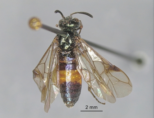 Arge cingulata · iNaturalist
