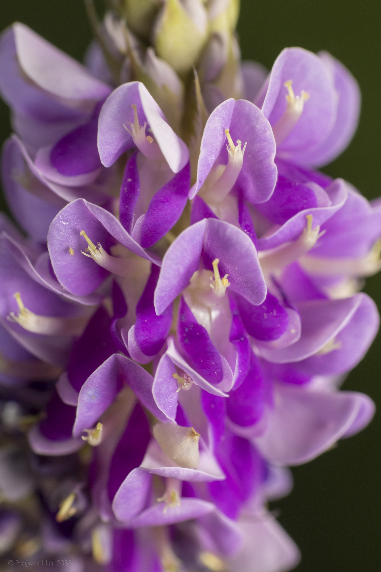 Desmodium Heterocarpon