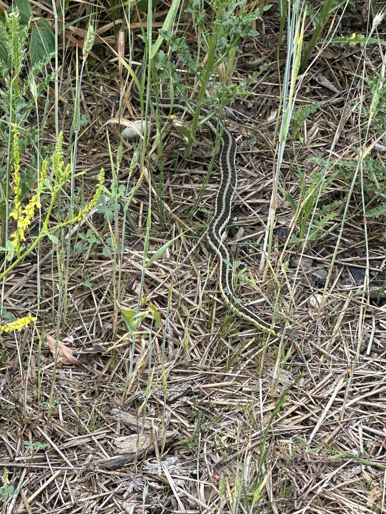 Common Garter Snake from Wynfield Ln, Brookfield, WI, US on June 14 ...