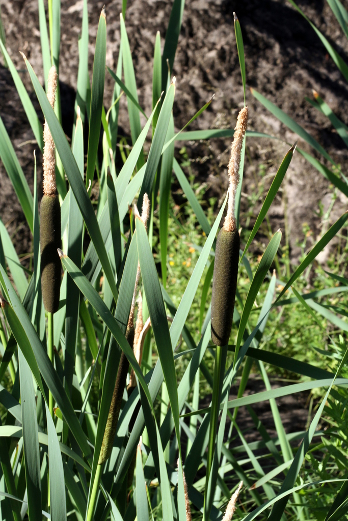 Cattails from Launceston TAS, Australia on December 08, 2018 at 04:37 ...