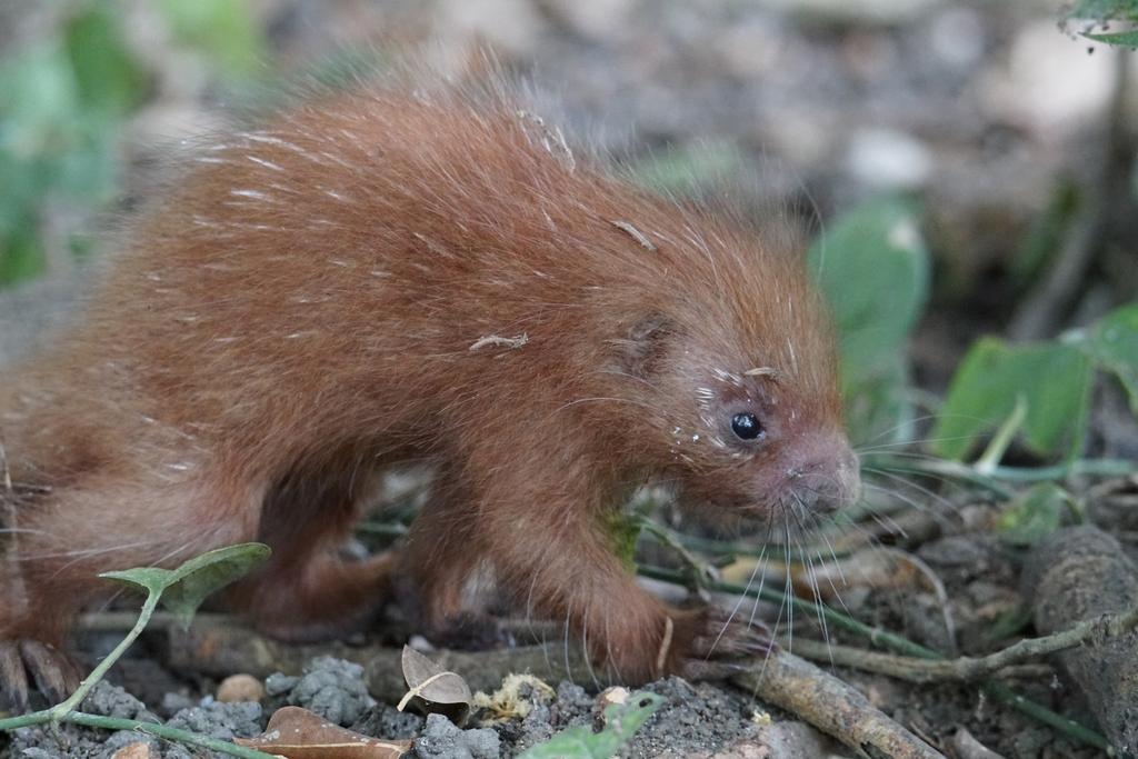 Yellow Quill-tipped Porcupine (Coendou prehensilis) - Know Your Mammals