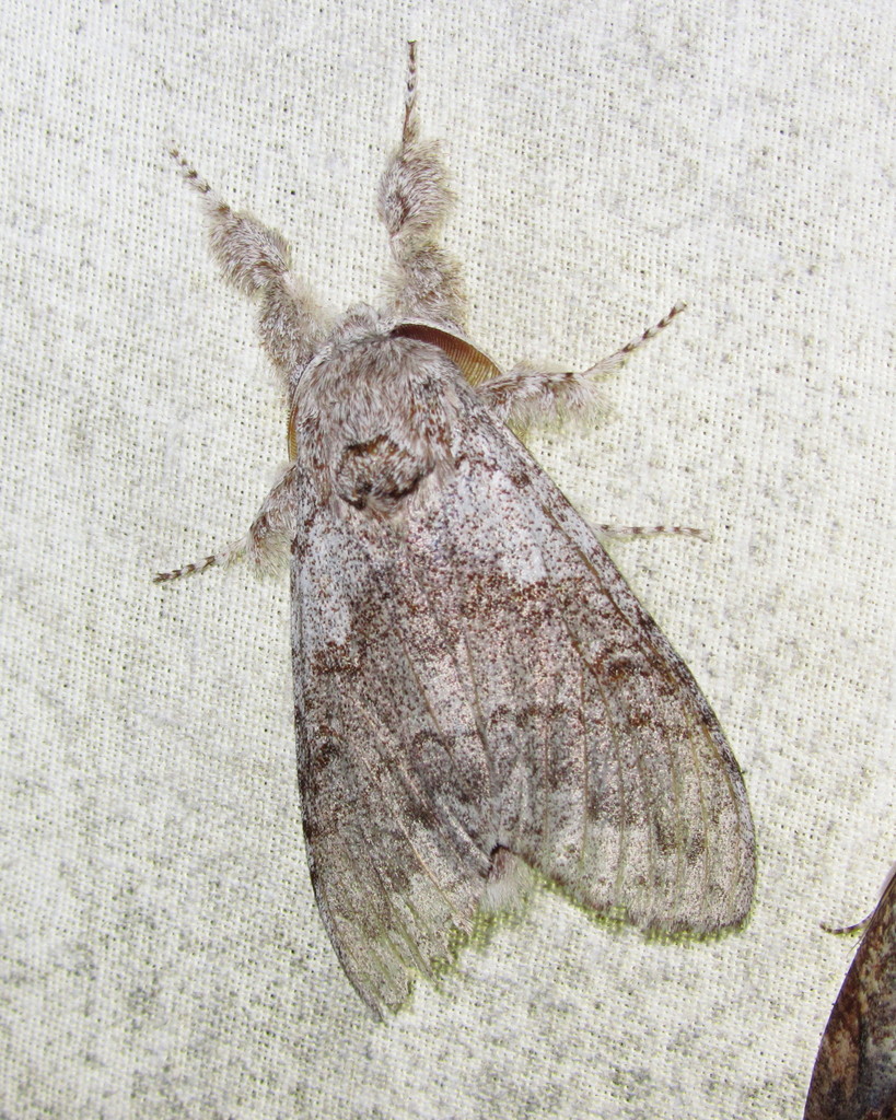 Grote's Tussock Moth from Bomphu, Eaglenest WLS, West Kameng, Arunachal ...