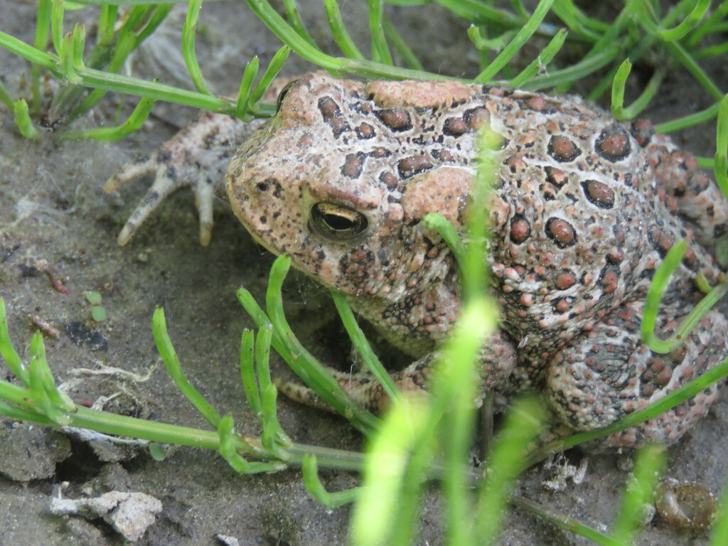 Eastern American Toad from Notre-Dame-des-Pins, QC, Canada on June 2 ...