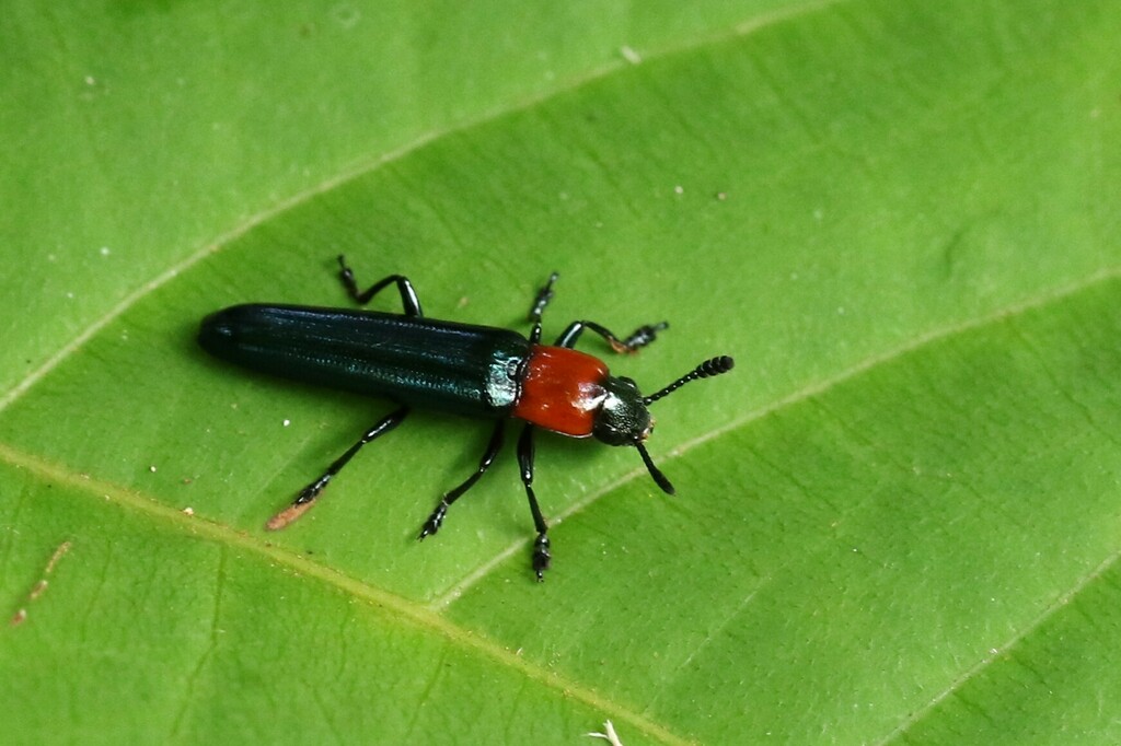 Tetraphala elongata from Sungai Utik, Kapuas Hulu Regency, West ...