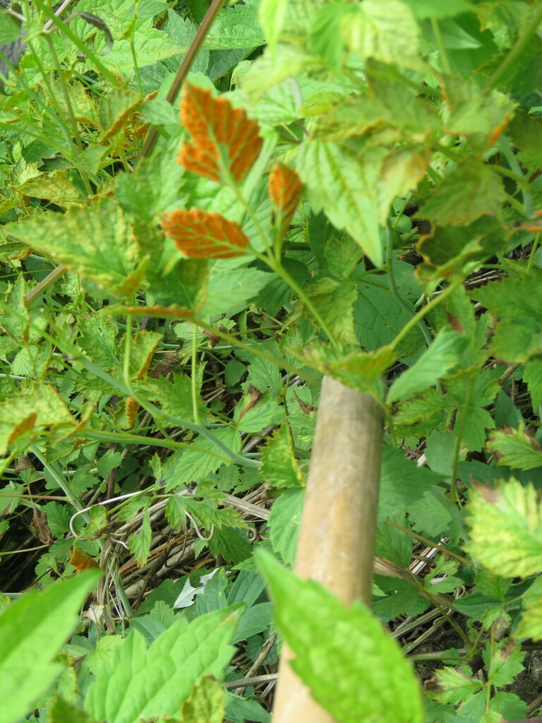 blackberry orange rust from Unnamed Road, Perkinsville, VT 05151 ...