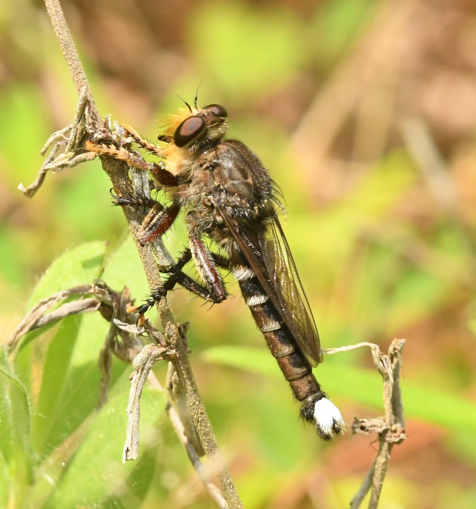 Promachus bastardii (Macquart, 1838)