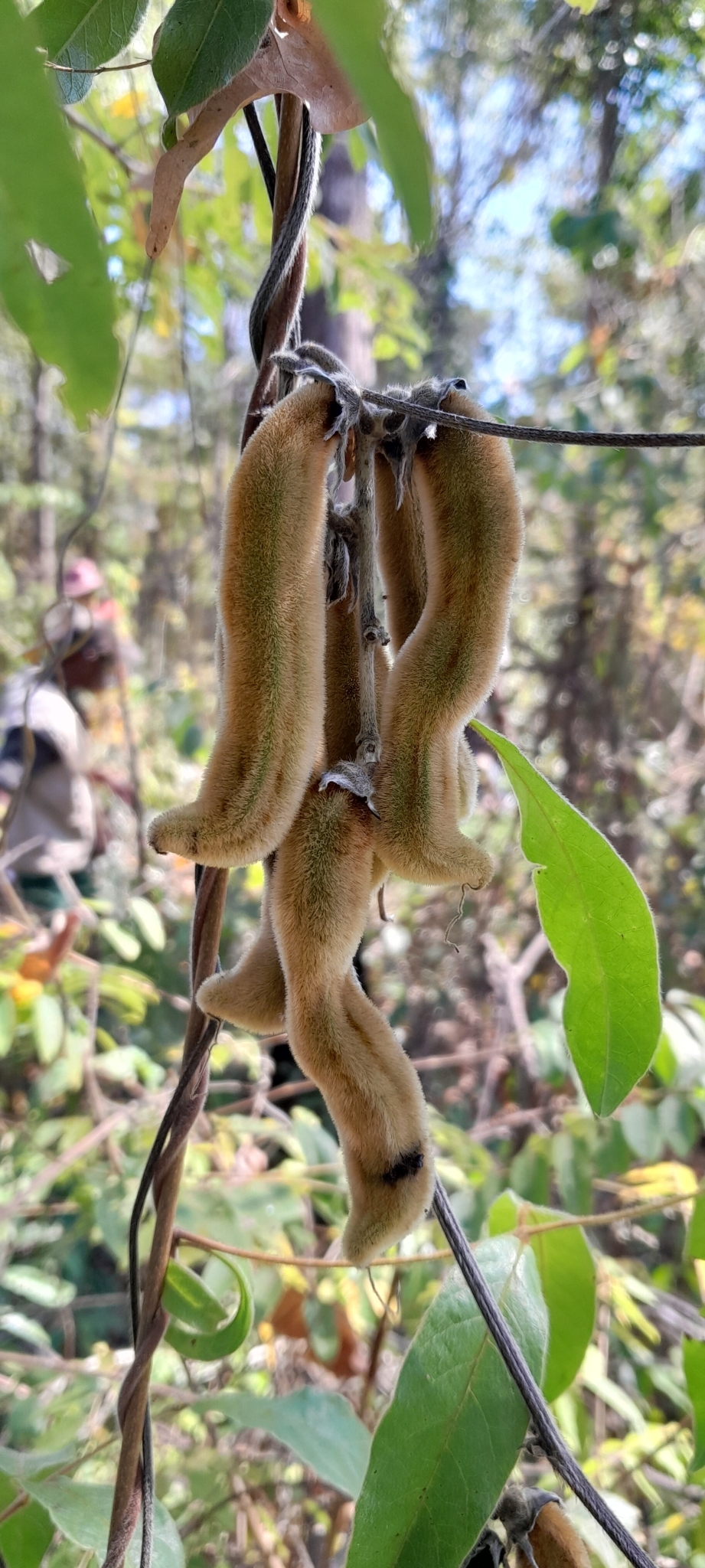 Mucuna pruriens (L.) DC.