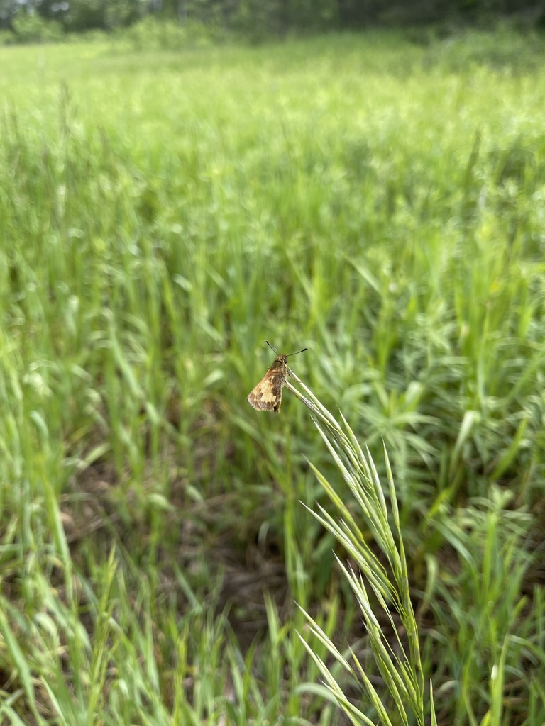 Hobomok Skipper from Pottageville Swamp Natural Area, King, ON, CA on ...