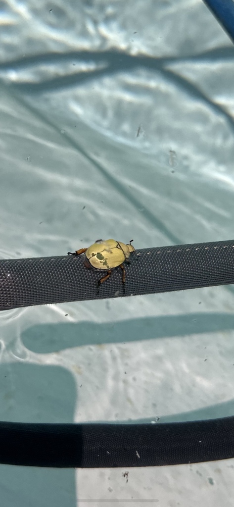 Goldsmith Beetle from Longwood Mall, Brookline, MA, US on June 14, 2023 ...