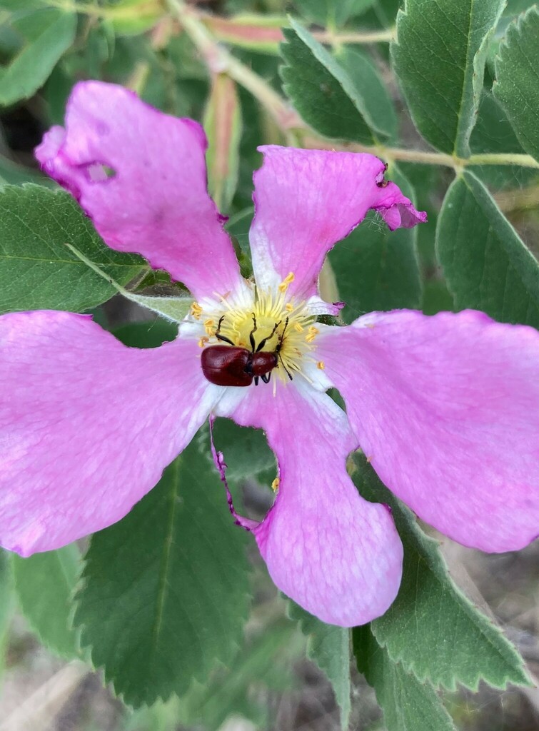 Rose Curculio from Southwest Calgary, Calgary, AB, Canada on June 13 ...