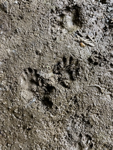 Raccoon Tracks – NatureTracking