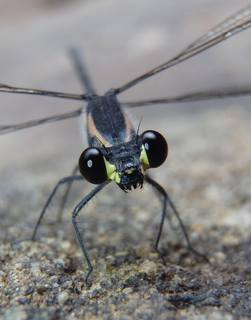 Common Flatwing from Sherwood NSW 2450, Australia on December 08, 2018 ...