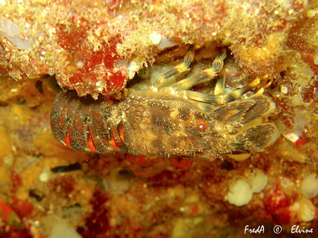 Small European Locust Lobster from Bouches-du-Rhône, Provence-Alpes ...