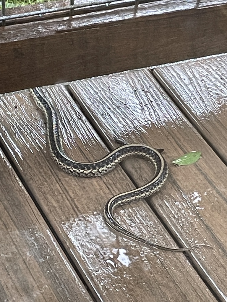 Common Garter Snake from Ogletree Rd, Auburn, AL, US on June 14, 2023 ...