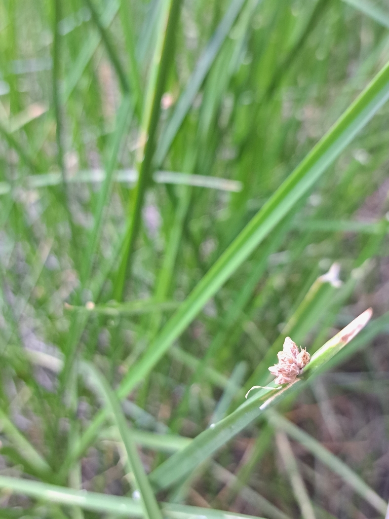 American three-square bulrush from Morongo Valley, CA 92256, USA on ...