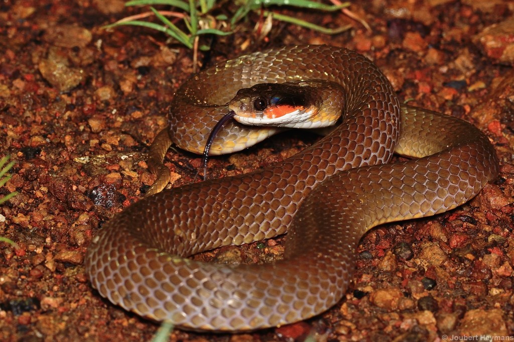 Red-lipped Snake (HX - Fauna of the Bissagos) · iNaturalist