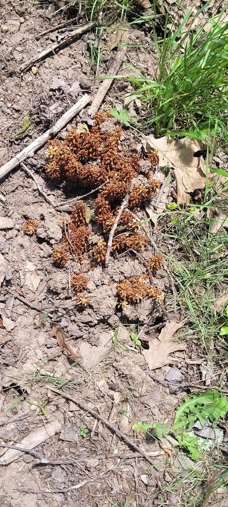 American cancer-root from Garrett County, MD, USA on June 10, 2023 at ...