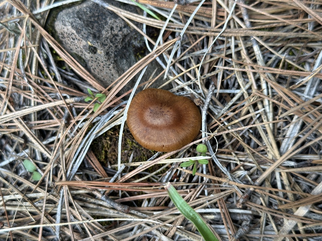 saffron webcap from Jackson County, OR, USA on May 10, 2023 at 03:44 PM ...