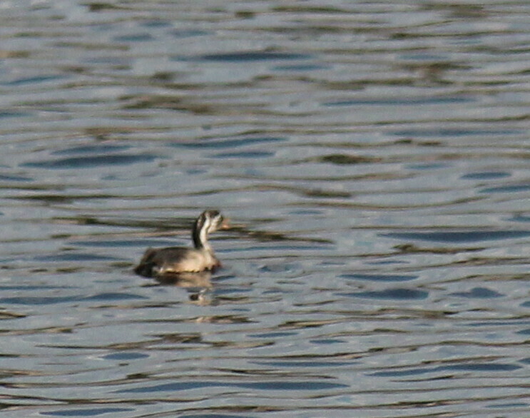 African Black-necked Grebe from Tutume, Botswana on June 3, 2023 at 02: ...